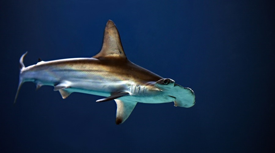 6 Sharks in The Red Sea You Should Know About | Infinite Blue Dive Travel